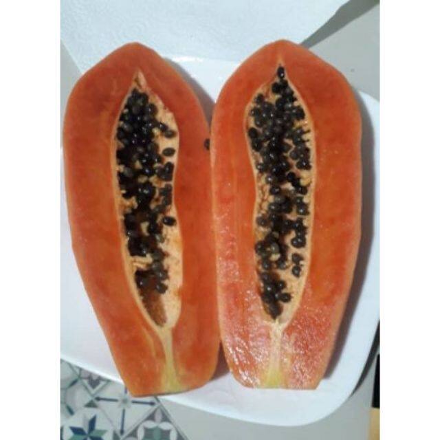 POKOK BETIK SEKAKI | Lazada