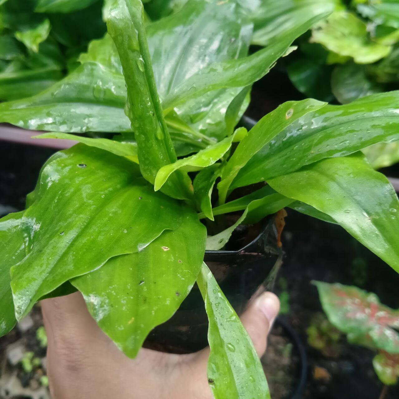 Pokok Cekur Pokok kencur Ulam Cekur Anak Benih Pokok Cekur Aromatic ...