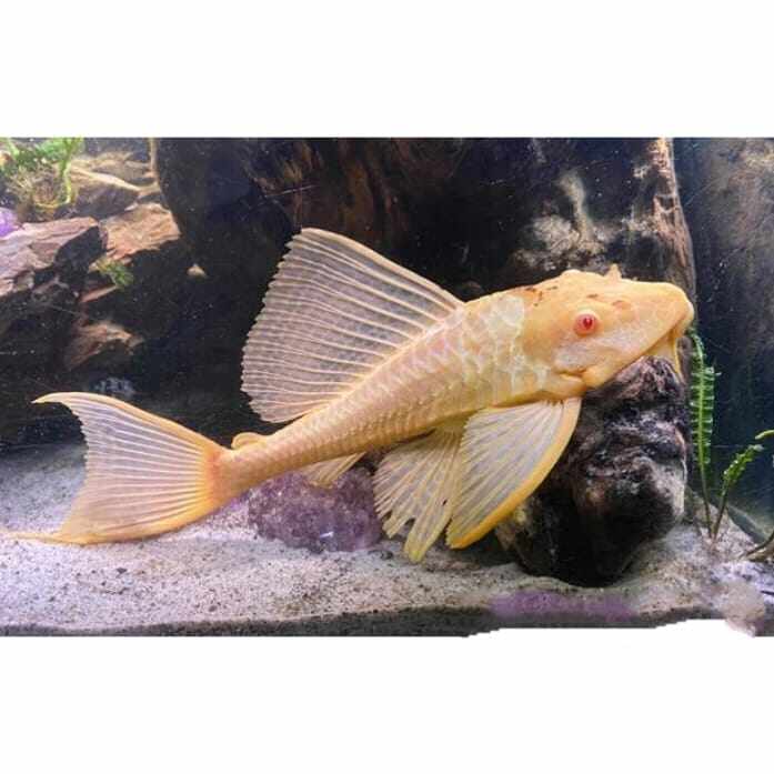 [Long Jin Aquatic] Algae Eater/ ALBINO RED EYE PELCO/ 8-9cm | Lazada