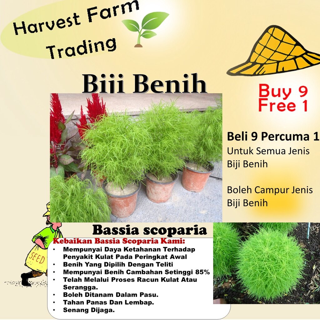 Biji Benih Bunga Bassia scoparia 30Pcs+- flower seed vegetable fruit ...