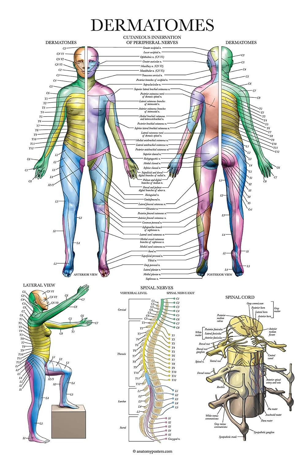 Dermatomes & ประสาทระบบ Anatomical Chart Dermatomes Anatomy Poster 0627 ...