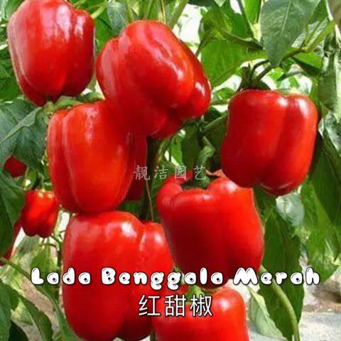 Benih Lada Benggala Family ( 30 Seeds) / 灯笼椒种子/ Sweet Pepper Capsicum ...