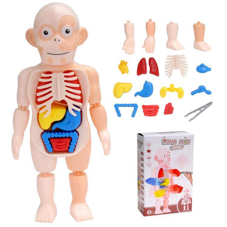 Human Anatomy Model For Kids Removable Human Body Toy Set With Heart ...