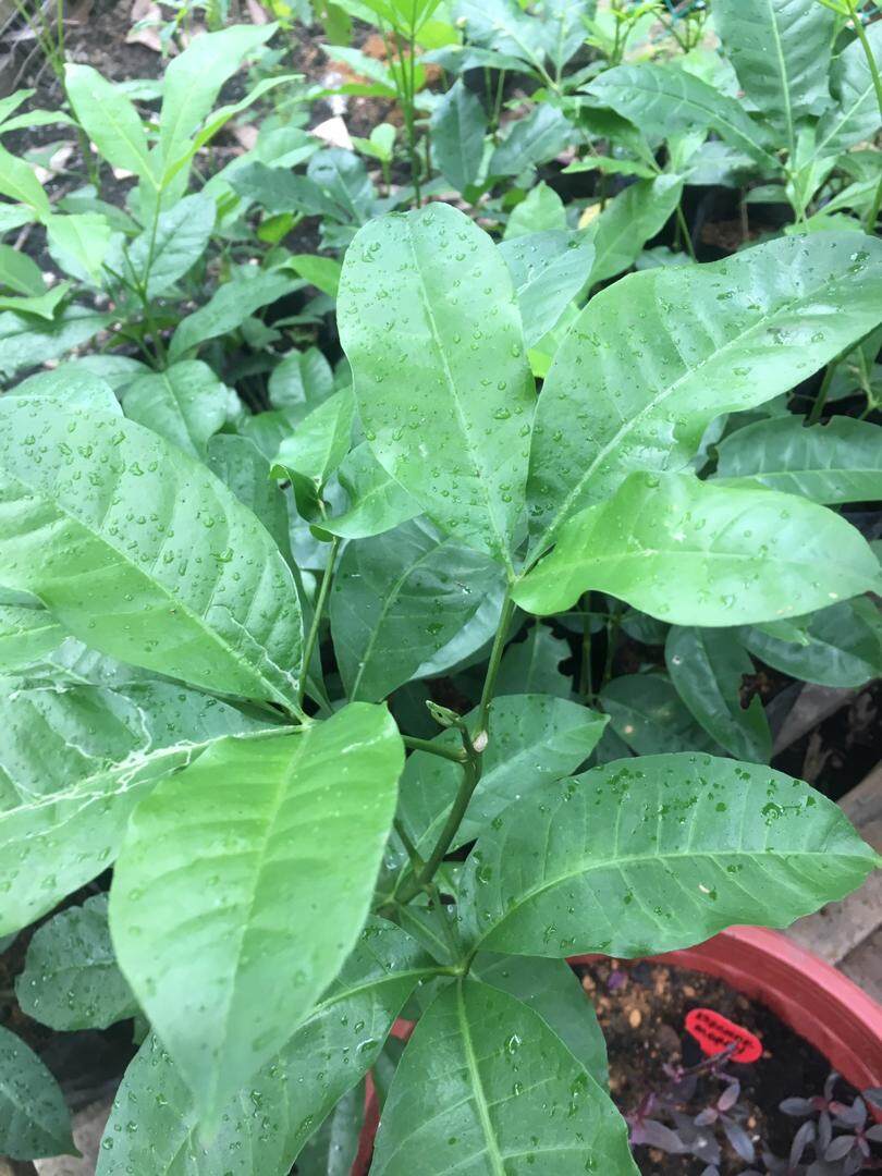 Anak Pokok Tenggek Burung | Lazada