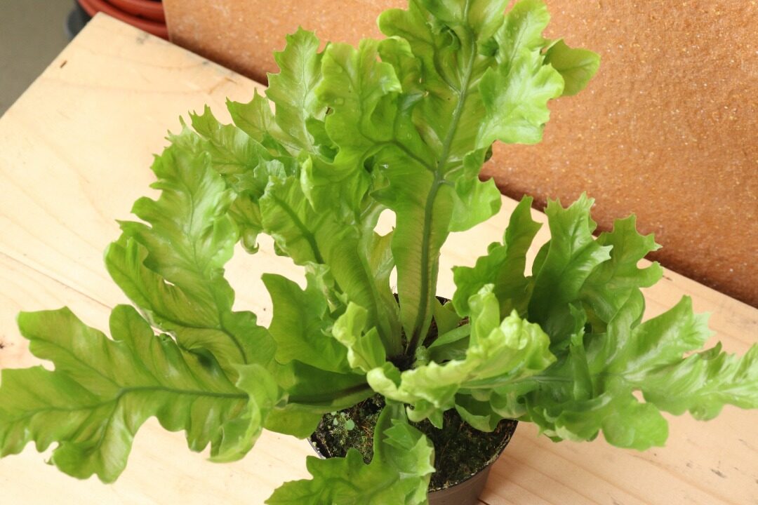 Cameron Asplenium Series (Small) (Real Plant)(Indoor Plant) Fern | Lazada