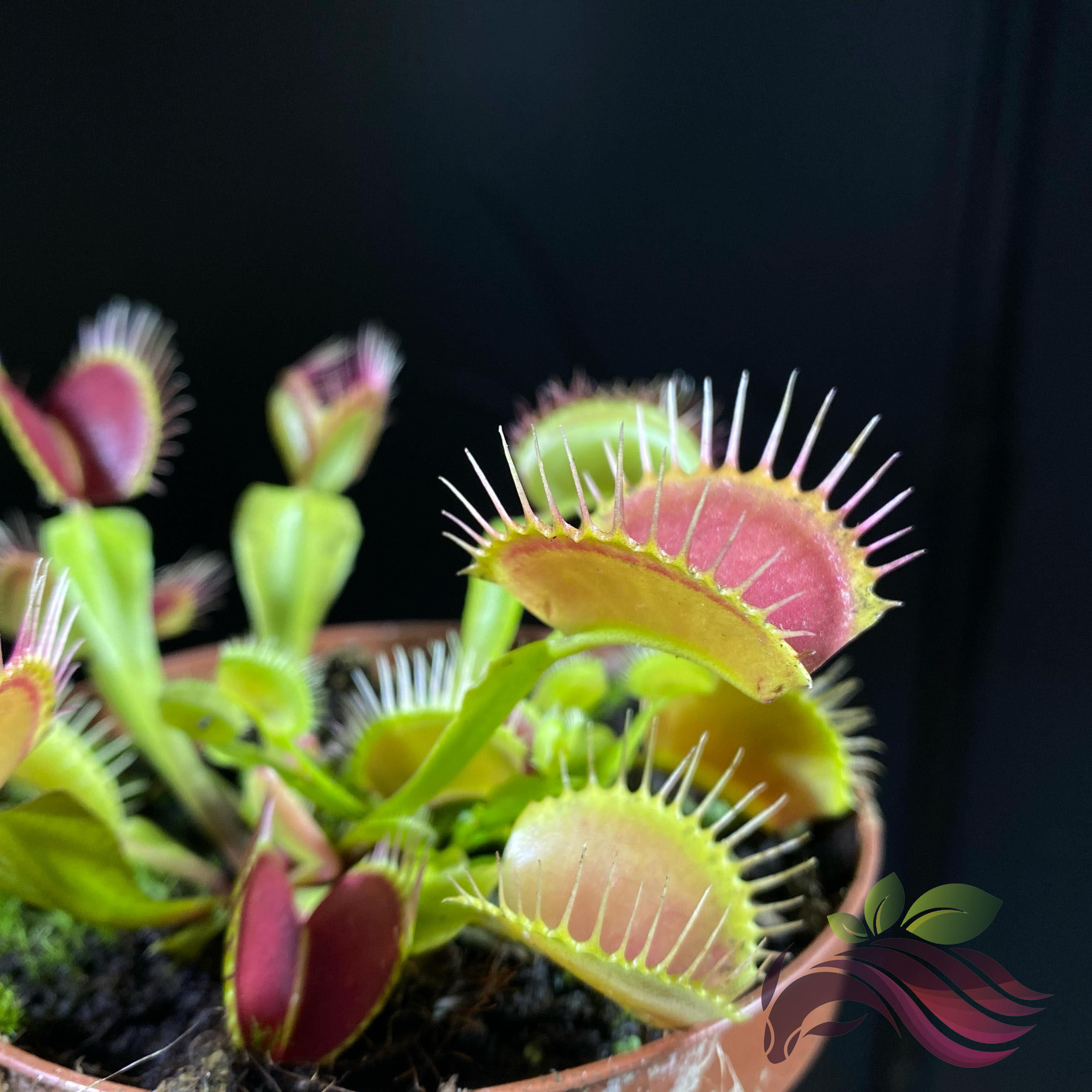 Venus Fly Trap Aka Ryu Sundew Carnivorous Plant by LS Group | Lazada