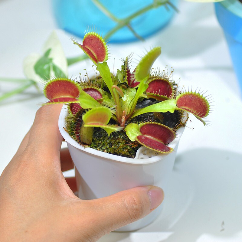 50pcs Bunface Potato Carnivorous Plants Dionaea Muscipula- Venus ...