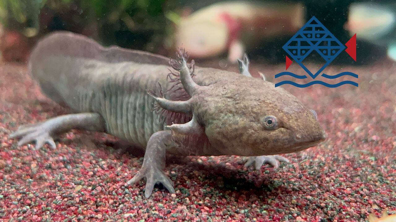 Axolotl/Live Fish/Freshwater六角龙/活鱼/需要冷水饲养（Sin Quan Aquaculture ...