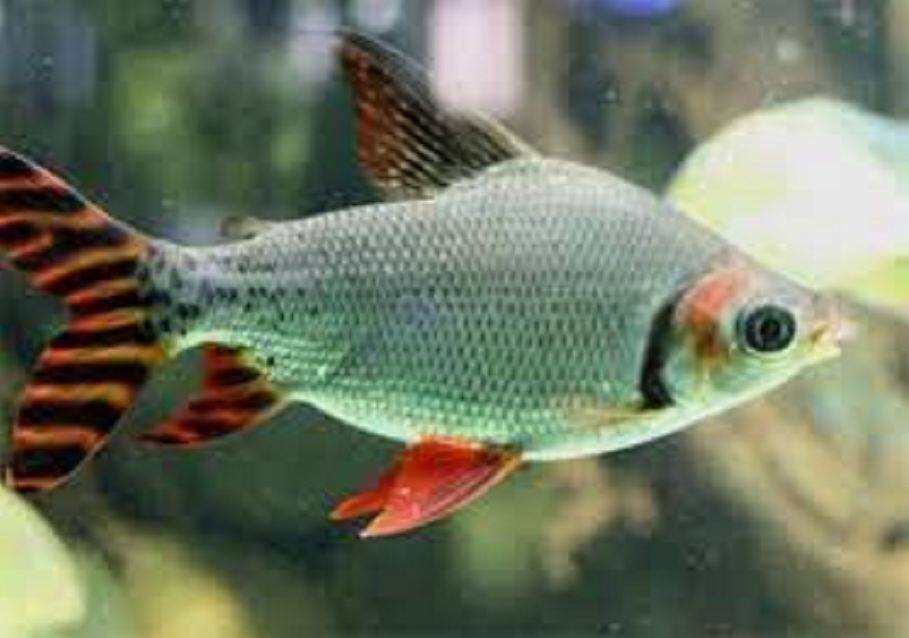 flagtail prochilodus/Feifong/phoenix/飞凤鱼 | Lazada