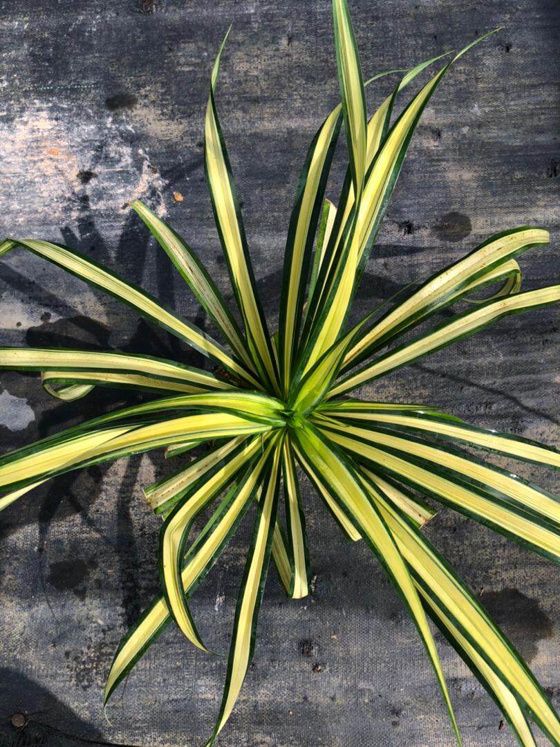 MDC- Pokok Pandan kuning Hiasan Tanpa Duri | Lazada
