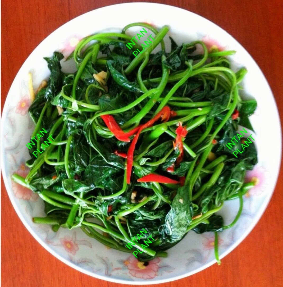 ORGANIC HEART SHAPE GREEN EDIBLE LEAF SWEET POTATO PLANT ( FAST GROWING ...