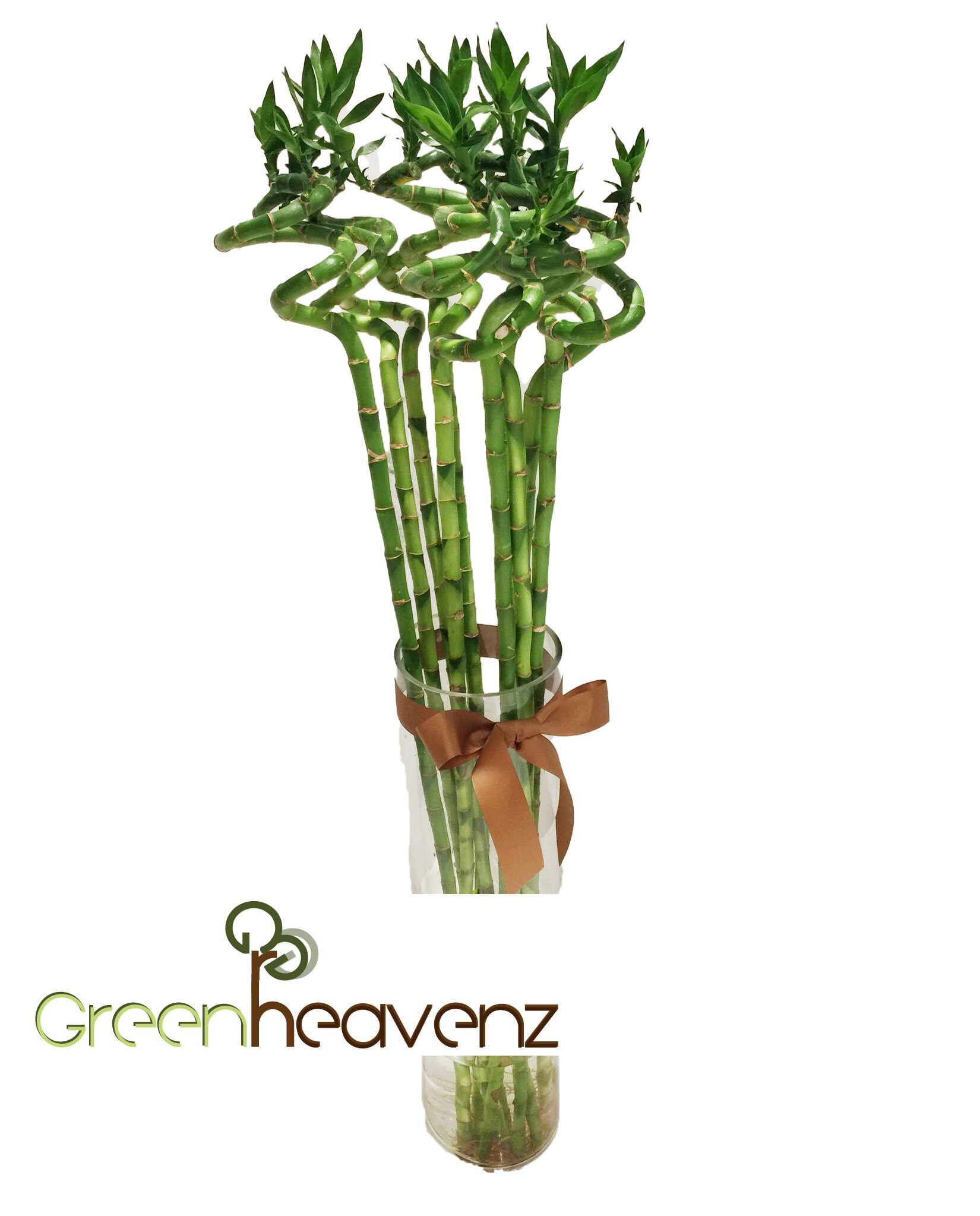 GHZ - Live Plant Curly Bamboo Straight Lucky Bamboo CNY Pokok Fengshui ...