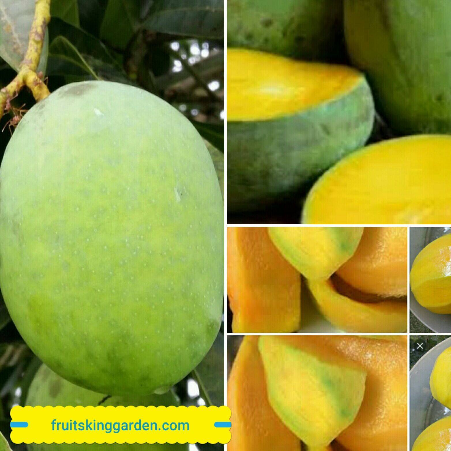 ANAK POKOK MANGGA KUINI MADU MEGA HYBRID 3.5 KAKI Buah Buahan Fruits ...