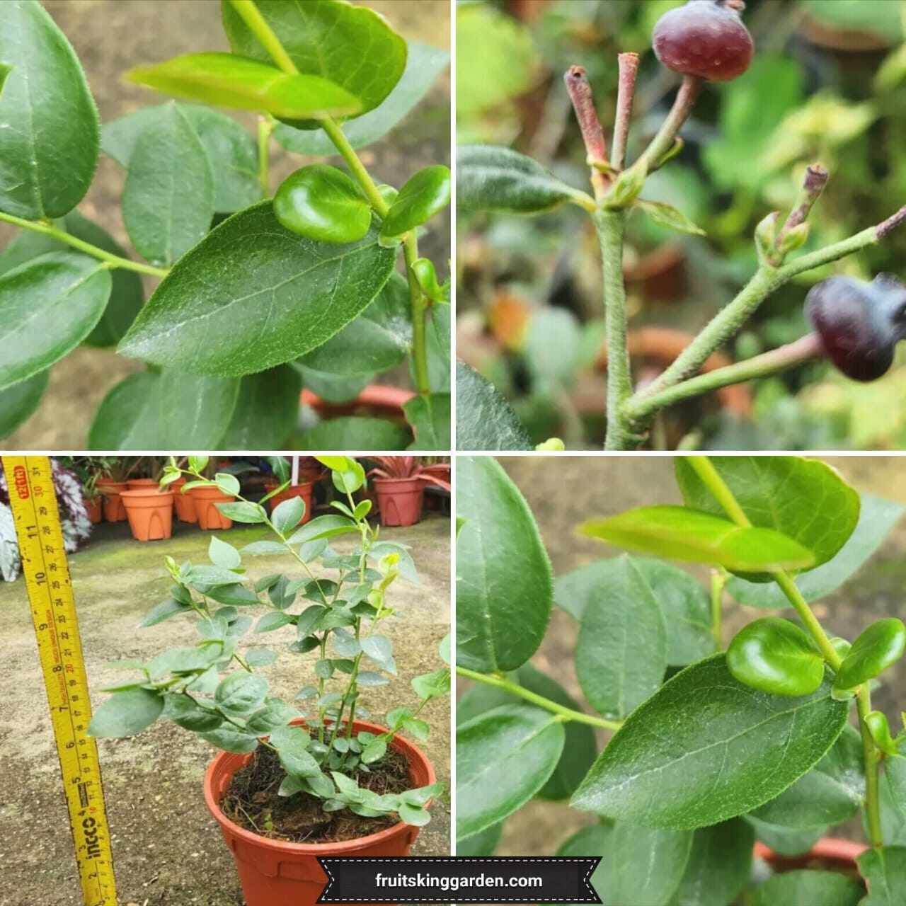 Anak Pokok Blueberry | Lazada