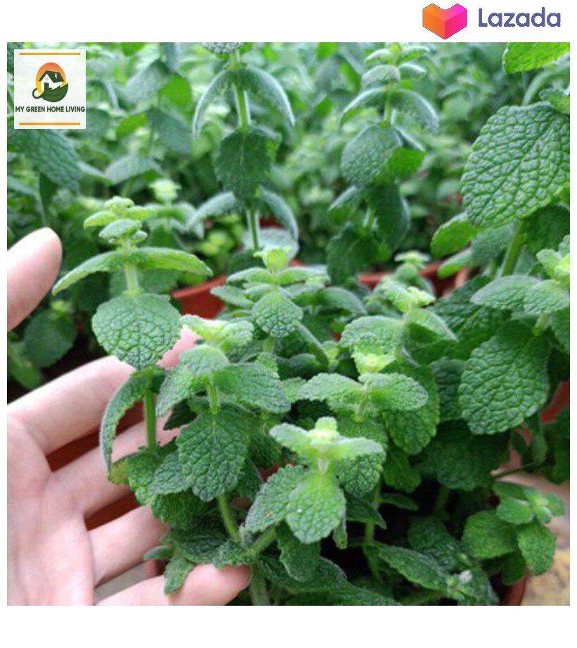 Pudina Herba - Mint Herb Plant | APPL Mentha Mint | Pokok Herba | Lazada