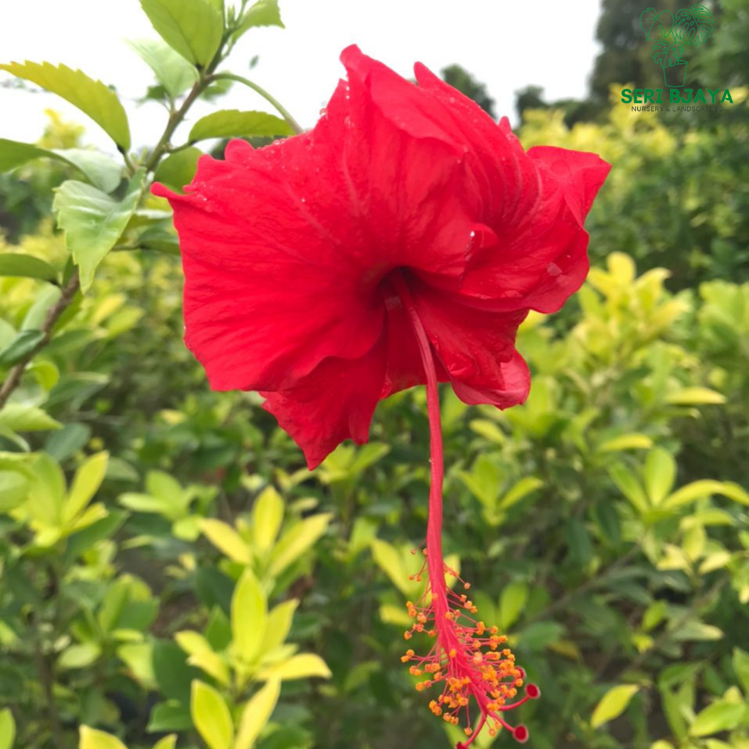 Bunga Raya Hybrid (Pokok bunga hidup)- Seri Bjaya Nursery & Landscaping ...