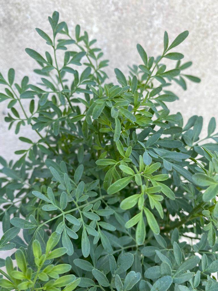 Ruta Graveolens. 芸香. 臭草. Daun busuk//Pokok Garuda//Halau Nyamuk//Pokok ...