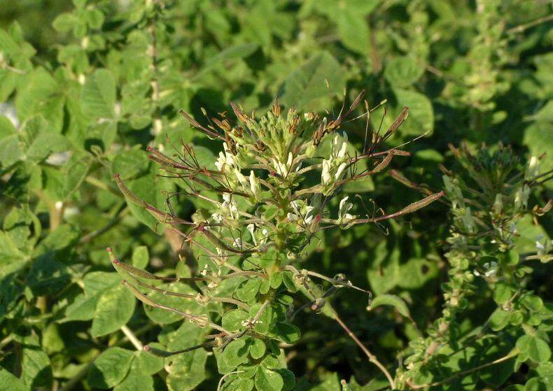 Shona cabbage seed/medicinal plan(Cleome gynandra) | Lazada