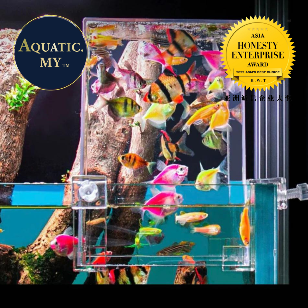 Negative Pressure Fish Tank Fish Elevator/ 鱼缸负压缸 / Tangki Ikan Tekanan ...