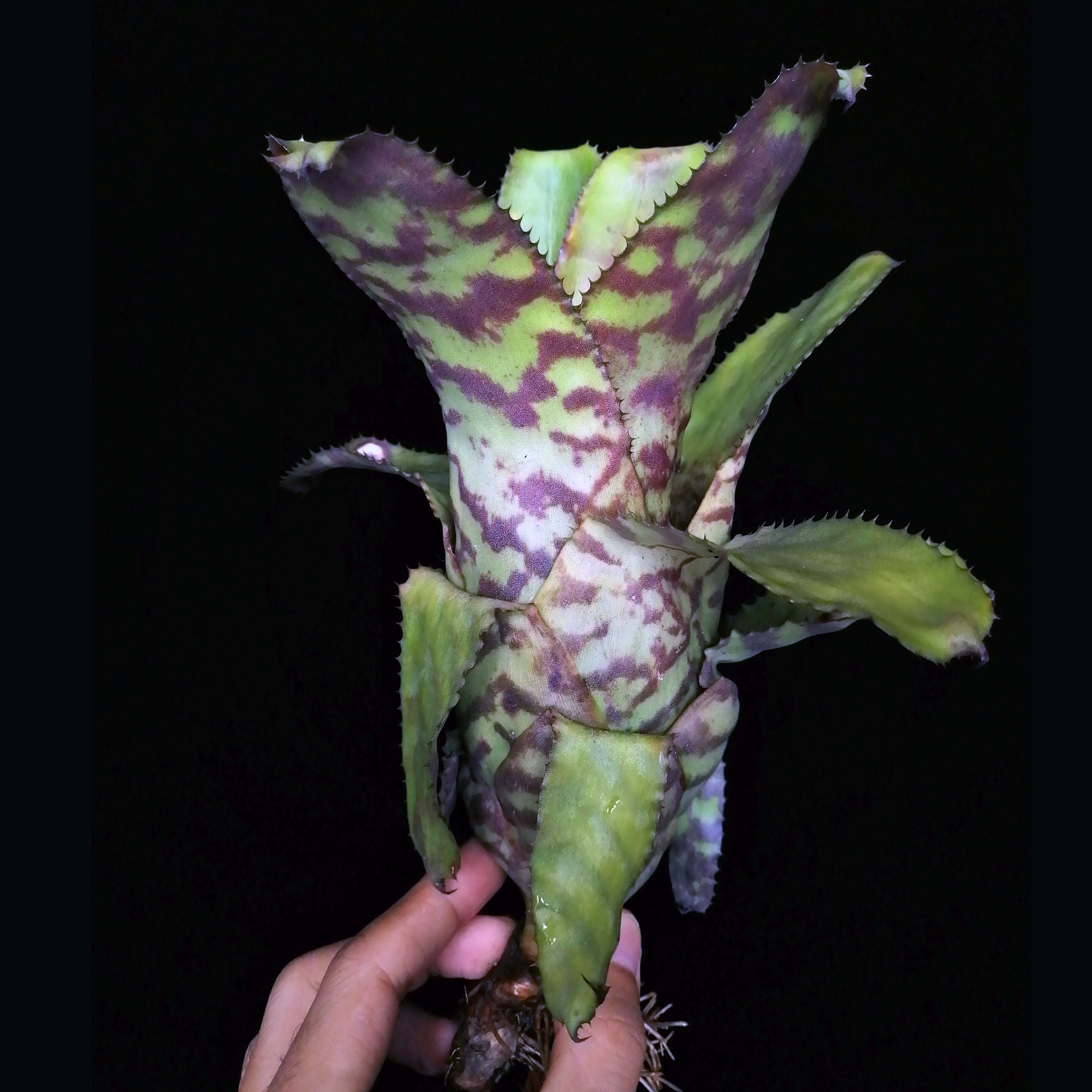 Aechmea 'Bert' (bromeliad) (orlandiana x fosteriana) | Lazada