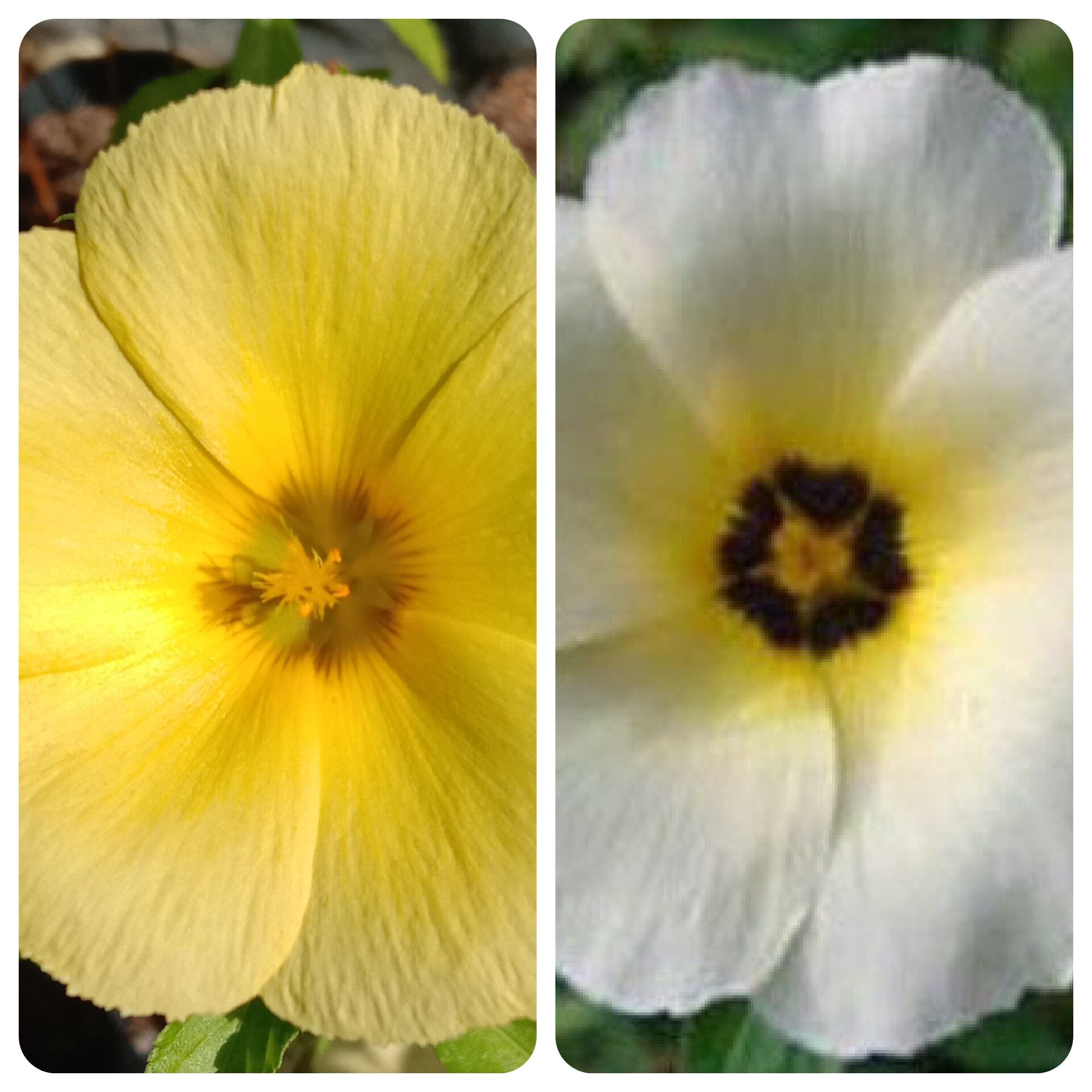 BUNGA TUNERA / Bunga Pukul Lapan (Turnera ulmifolia L.) | Lazada