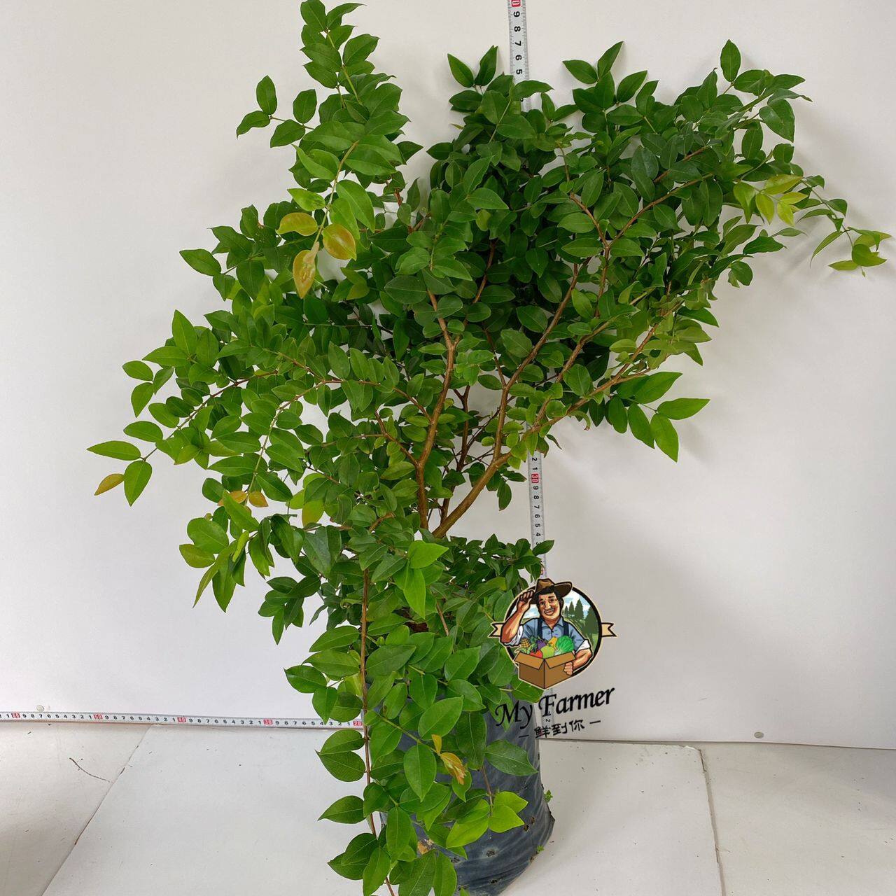 Anak pokok anggur brazil 🍇 Jaboticaba Tree 🍇Jabuticaba Brazilian Grape ...