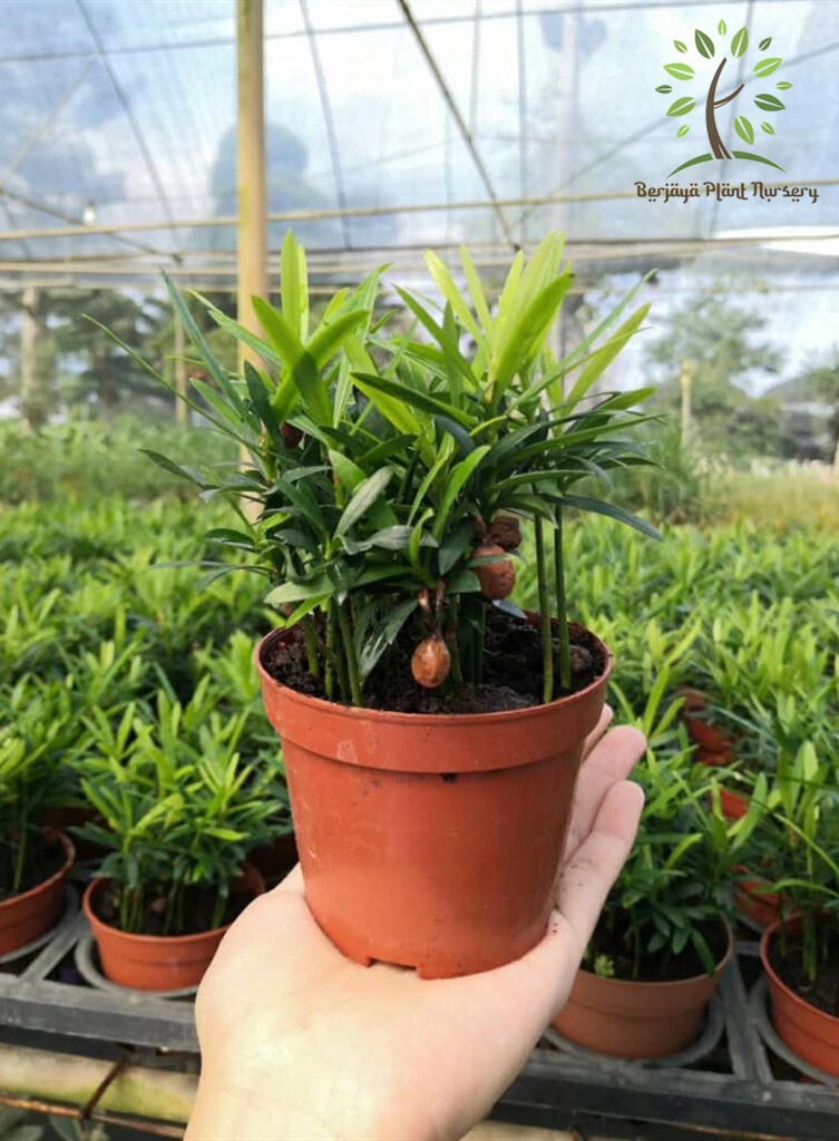 Berjaya Plant Nursery - Anak Pokok Podocarpus Macrophyllus/罗汉松(Pokok ...