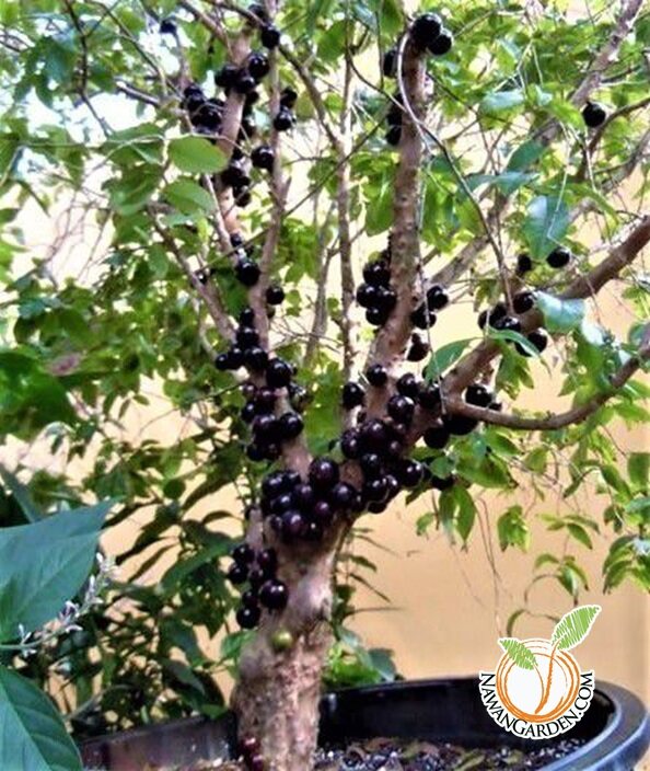 [HOT SELLING] Pokok Anggur Brazil hybrid cepat berbuah/ Brazilian Grape ...