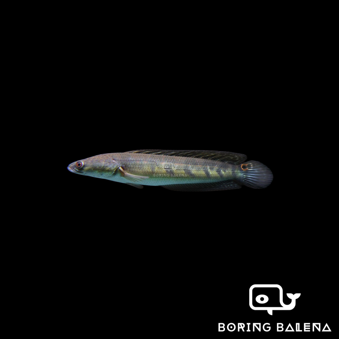 BRBN Emperor Snakehead / Toman Bunga - Channa Marulioides - Channa ...