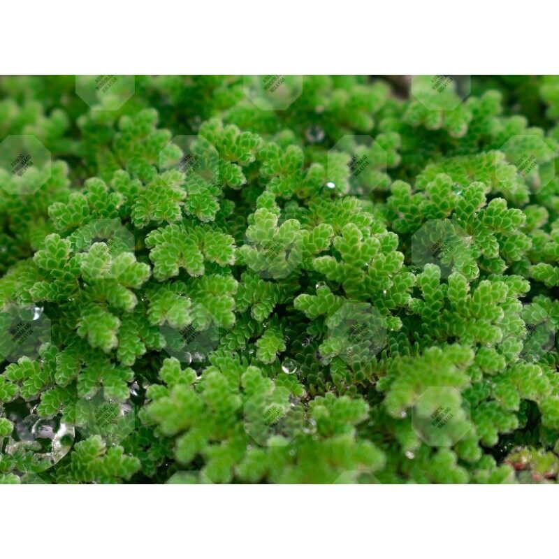 Azolla Aquarium