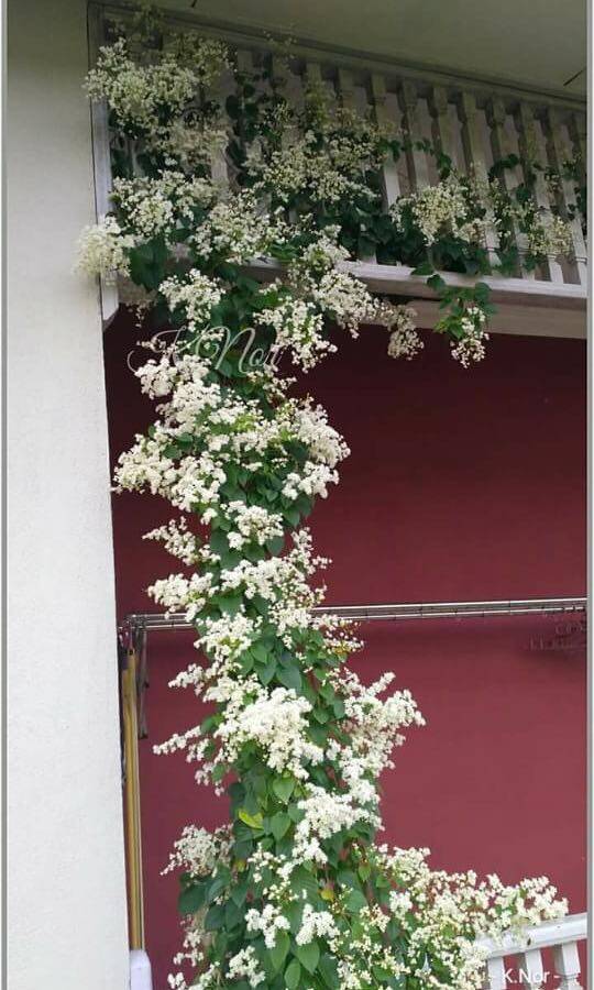 Porana Volubilis (3 x keratan 12 inci) / Porona Volubilis Snow Vine ...