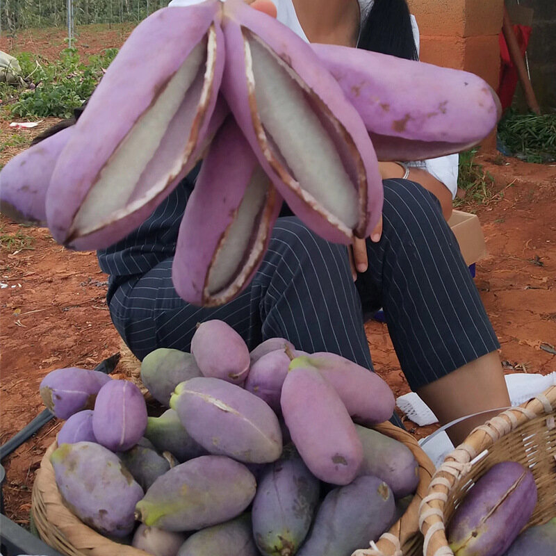 ของแท้ 100% จัดส่งในพื้นที่ 50เมล็ด August Melon Seeds เมล็ดผักสวนครัว เมล็ดพืช เมล็ดพันธุ์ผัก10 ...