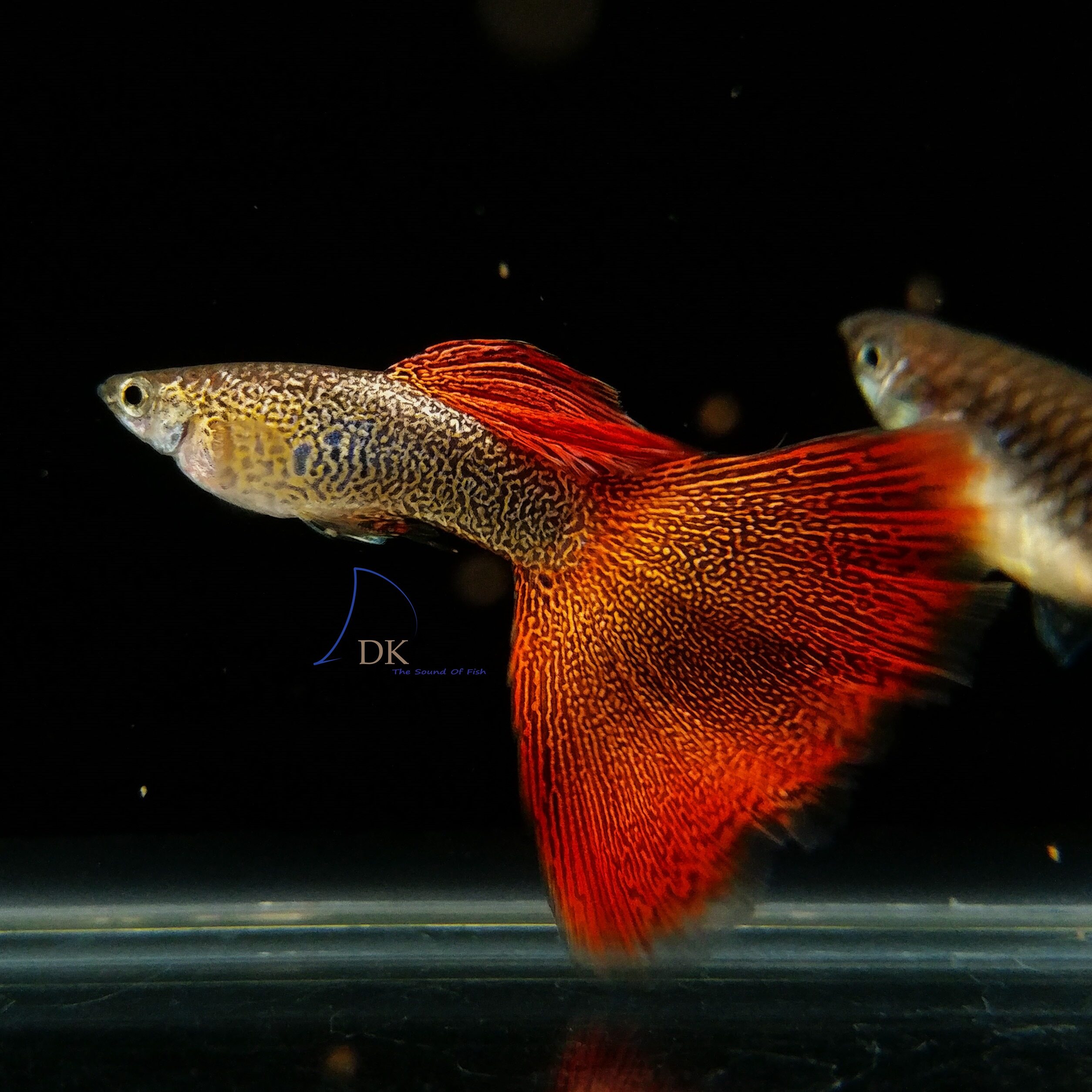 Red Lace (fine line)(albino gene)(EXPORT QUALITY) guppy fish Grade S-SS ...