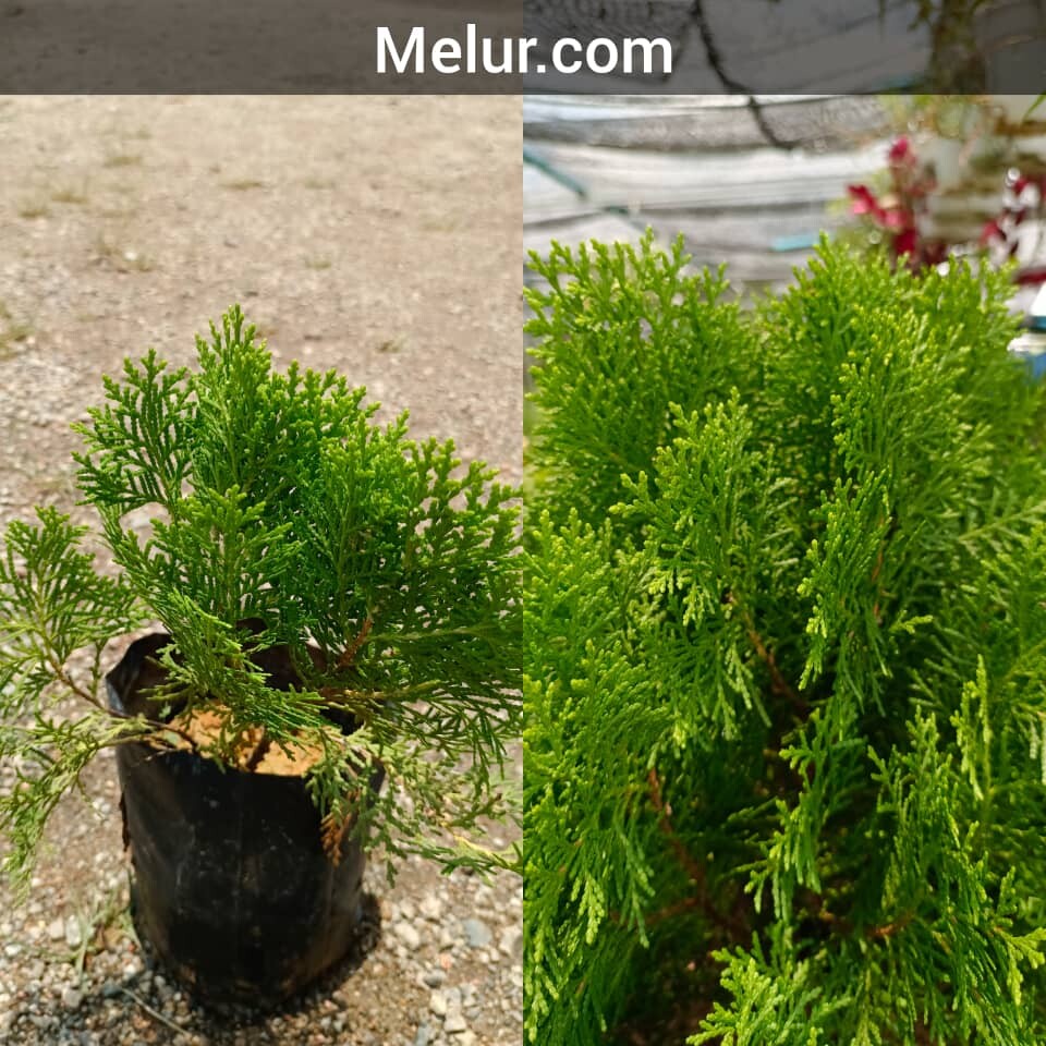 MM- Thuja (Thuja orientalis) Pine Sapling / Anak Pokok Thuja | Lazada