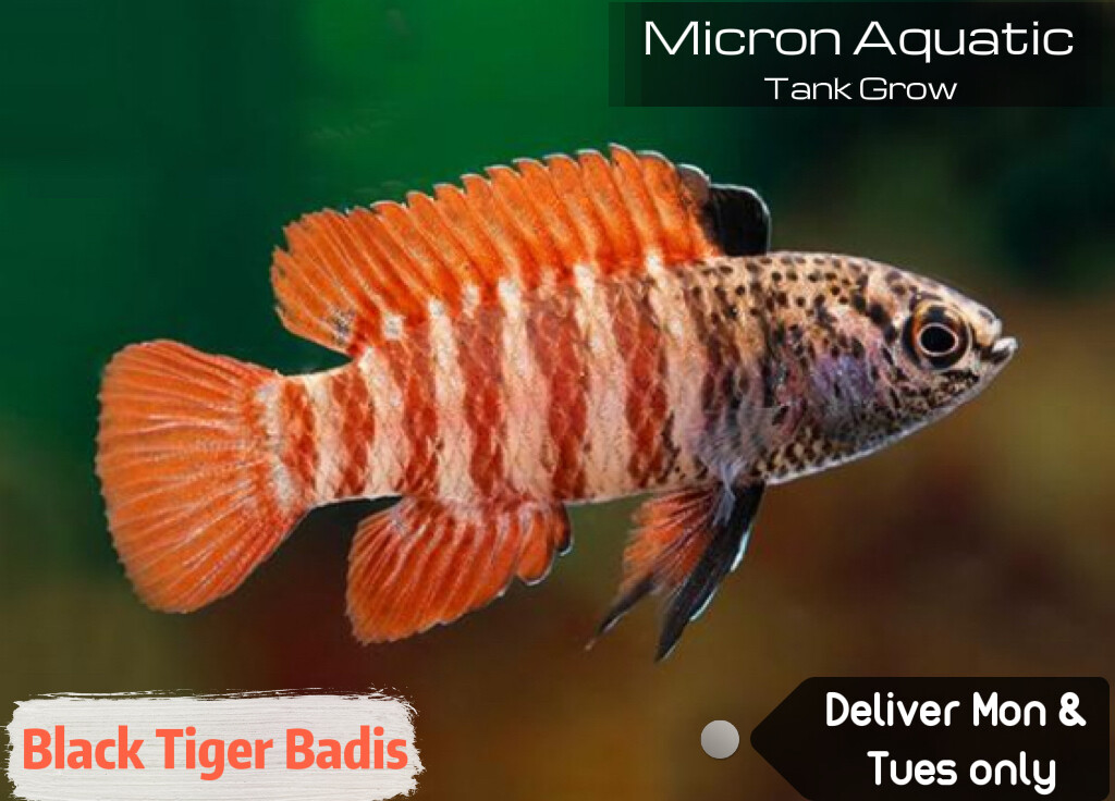 (DOA)Black Tiger Badis / 黑金刚火焰变色龙 | Lazada