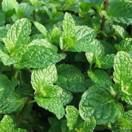 【GW】Biji Benih - Pudina | Seed - Edible Mint | 花种子 - 食用薄荷 | Lazada
