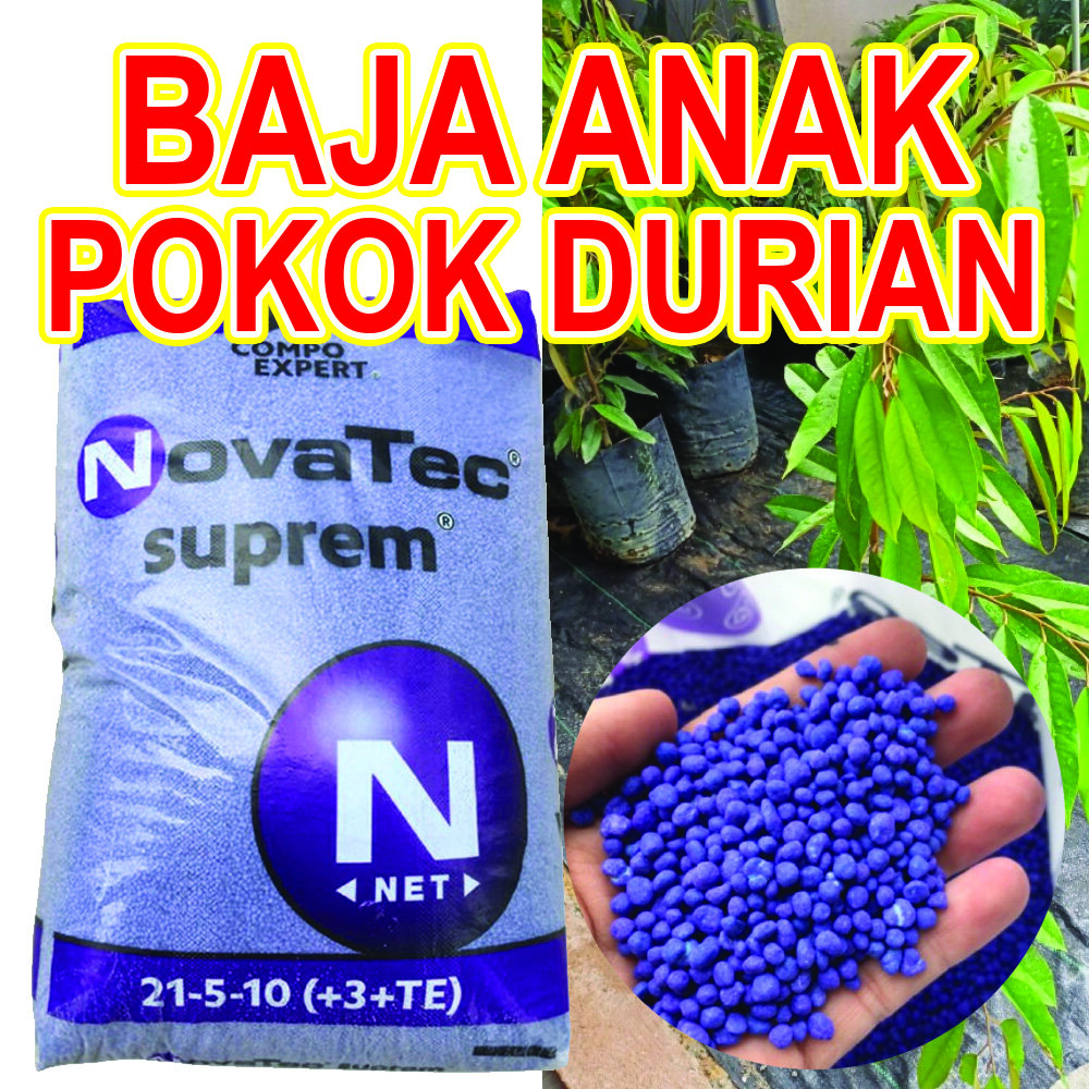 Baja Khas Pokok Durian 1 ke 4 Tahun Untuk Pembesaran Akar Kuat Dahan ...