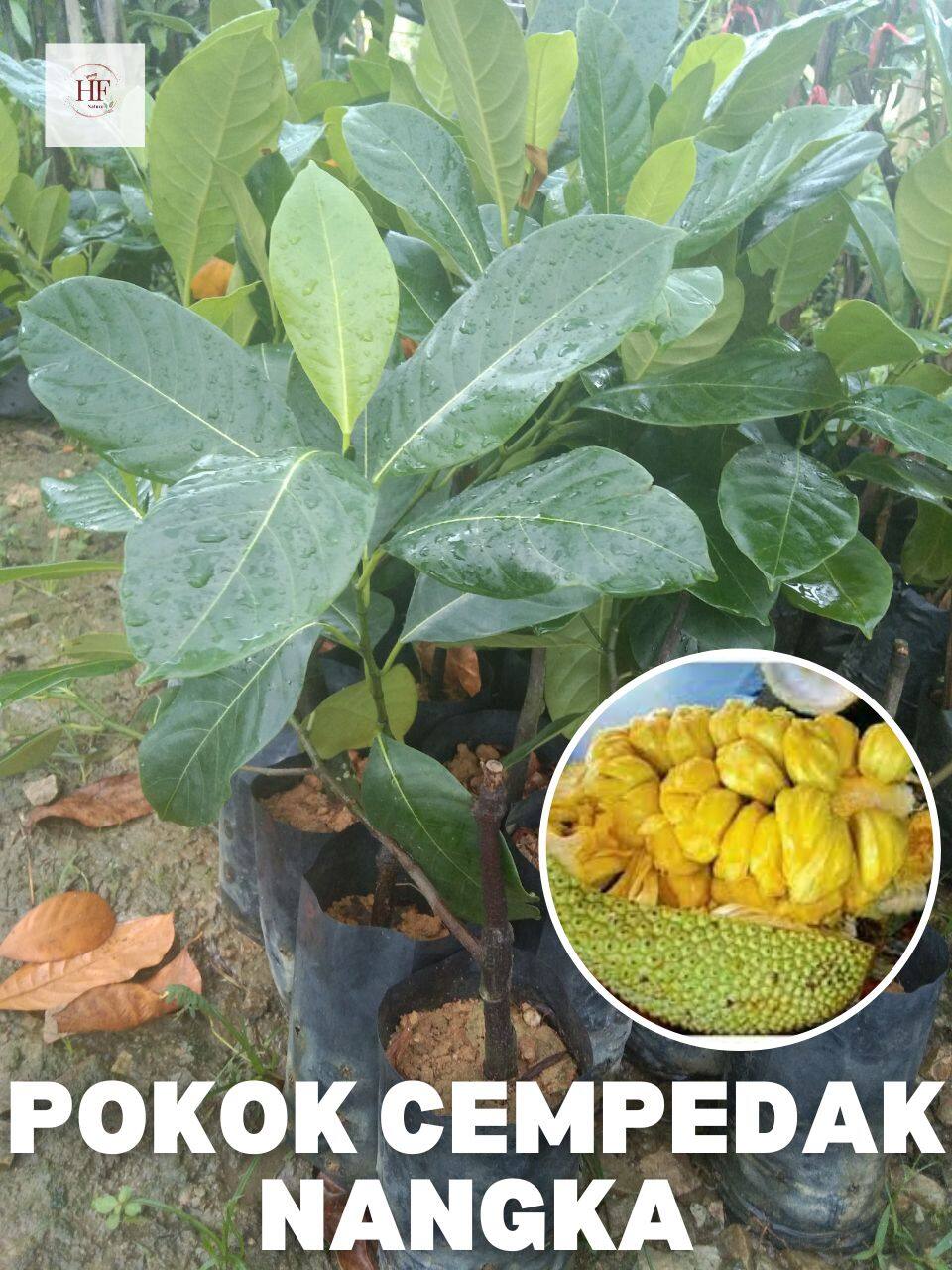 Pokok Cempedak Nangka Hybrid Cepat Berbuah Manis tanaman anak pokok ...