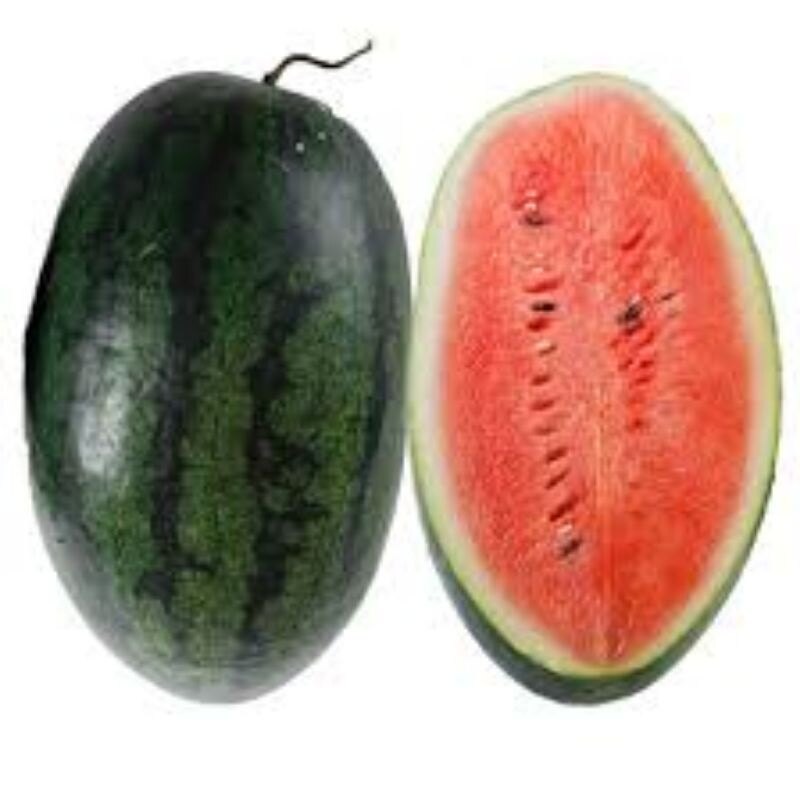 5pcs Benih Tembikai Hitam Merah/Black Beauty Watermelon Seeds/黑美人西瓜种子 ...