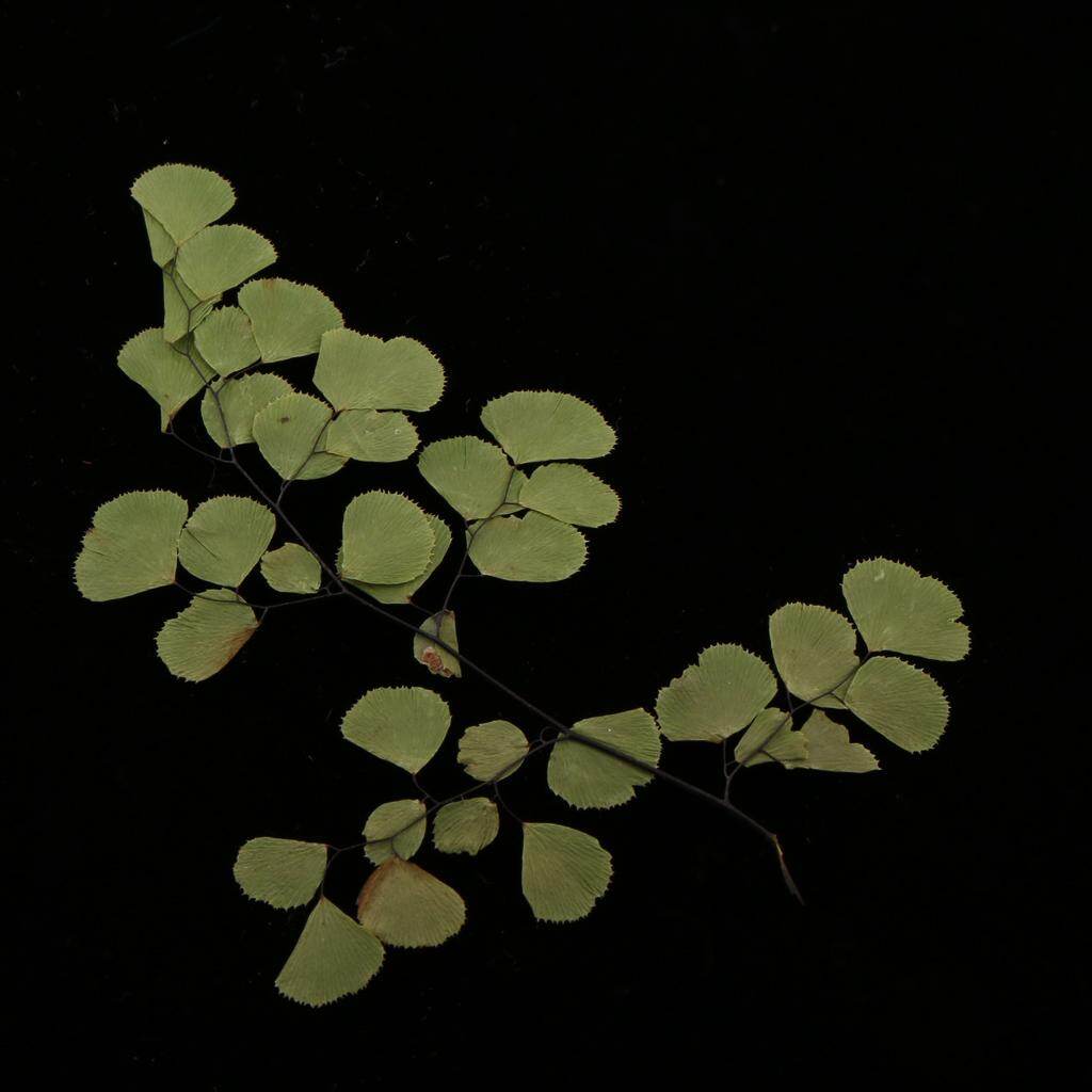 Prettyia 10 ชิ้นกดจริงดอกไม้แห้ง Adiantum สำหรับโทรศัพท์กรณีตกแต่งเครื่องประดับทำ - Prettyia ...