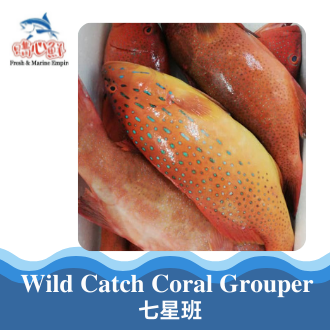 Wild Catch Coral Grouper / 野生七星班 / Ikan Kerapu Bintang | Lazada