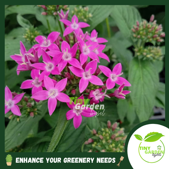 Pokok Bunga Pentas Lucky Star Mix Plant Outdoor Plant | LIVE PLANT ...