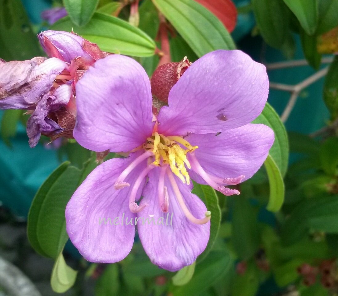 MM- Anak Pokok SENDUDUK MERAH / Senduduk batang merah / senduduk bunga ...