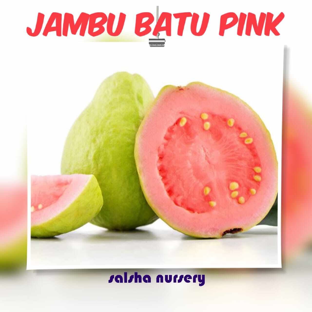 Pokok guava jambu pink hybrid | Lazada