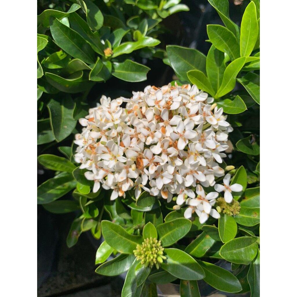【Live Plant】Bunga ixora/ ixora mini/ 仙丹花 | Lazada