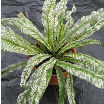 [LIVE PLANT] Asplenium Nidus Variegated Fern斑叶鸟巢蕨 | Lazada