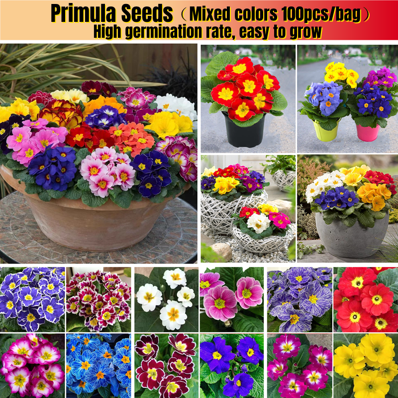 [Fast Growing] Assorted Colours Primula Seeds for Sale (100 Seeds/pack ...