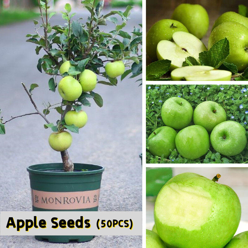 [Easy To Grow In Malaysia] 50pcs Edible Dwarf Apple Seeds Fruit Seeds 苹果 Benih Pokok Buah Indoor ...