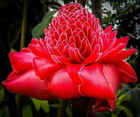 NO COD Anak Pokok Kantan Merah Menyala aka Torch Ginger | Lazada