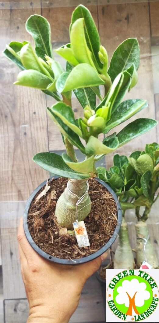 Bonsai - Adenium 15cm Pot / Adenium Big 25cm Pot 富贵花 For Garden ...